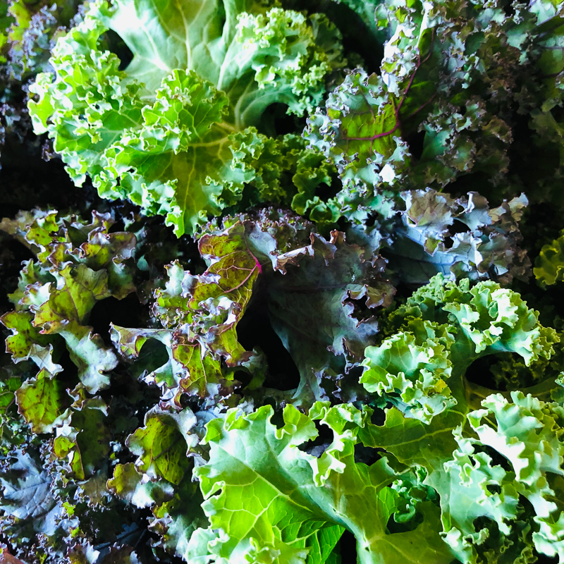Kale bio - Scarlett - Vente de plants |Aux Jardins de la Bergère ...
